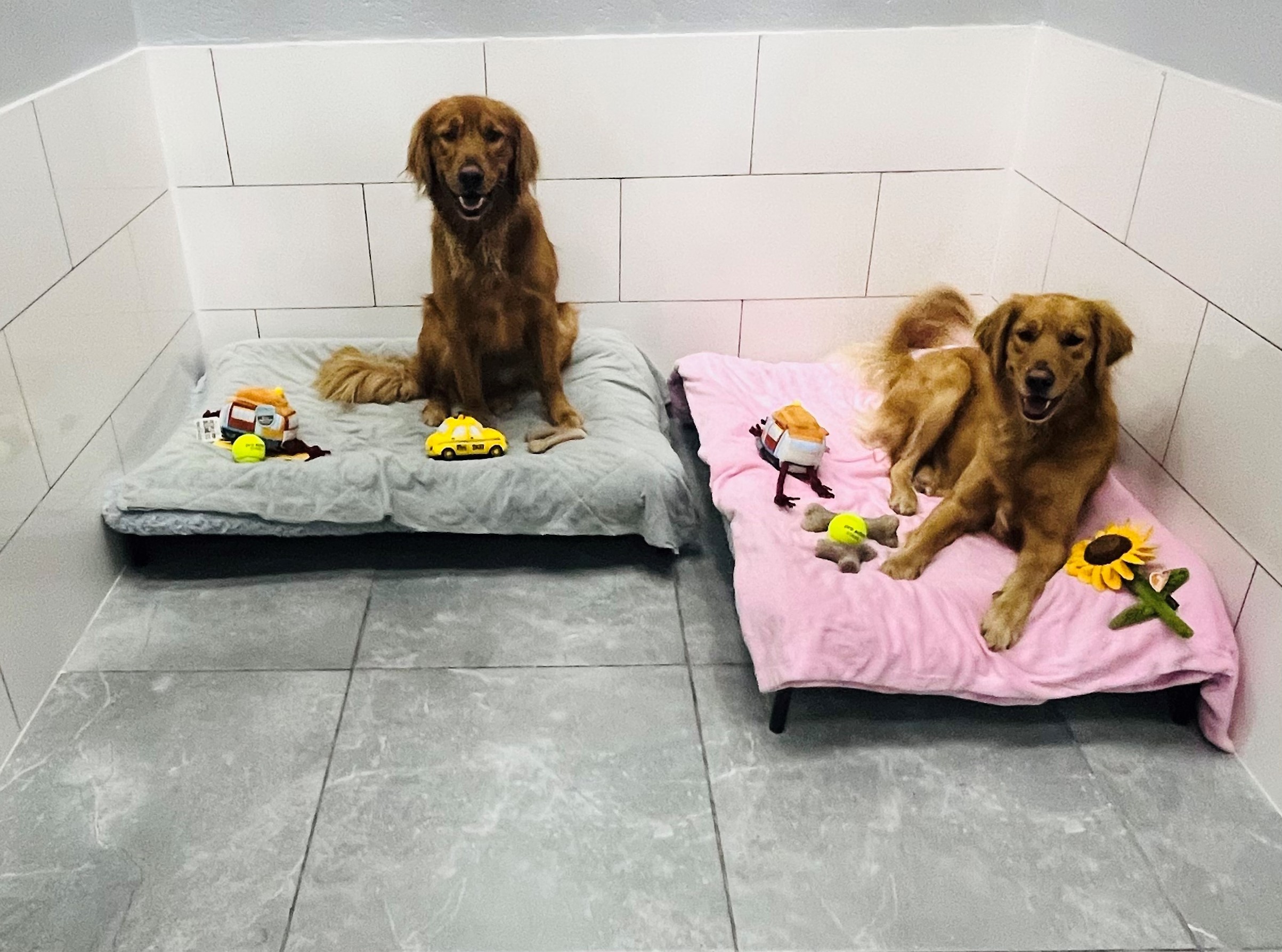 My Buddy Pet Care | Best pet care in Dubai